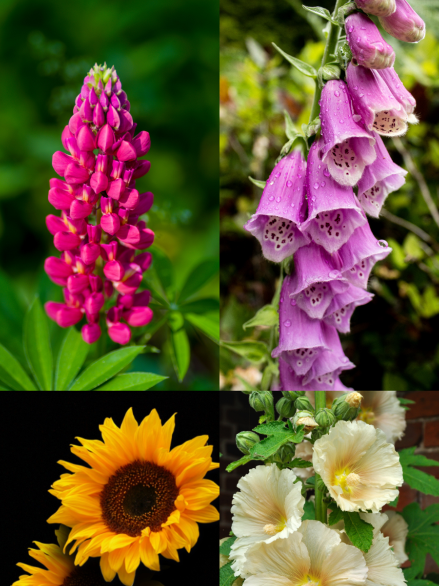 10 Tall Perennial Flowers For Your Garden | Times Now