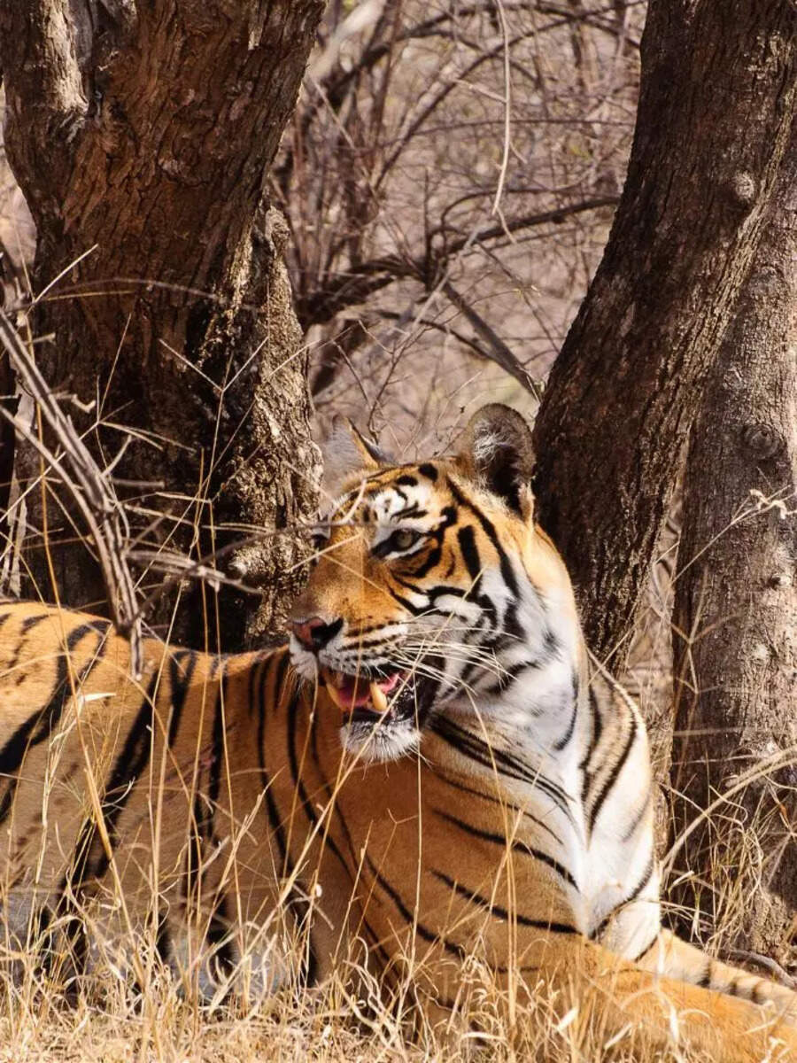 Wild History: All About Sariska National Park In Rajasthan | Times Now