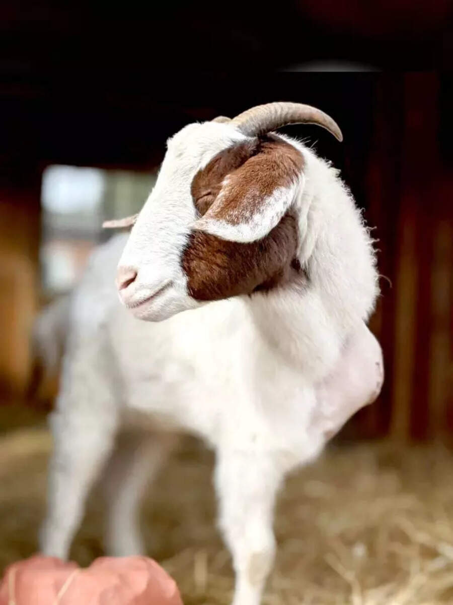 If one goat has three legs then how many legs will 11 goats have - आपको भी लग रहा होगा इस सवाल ...