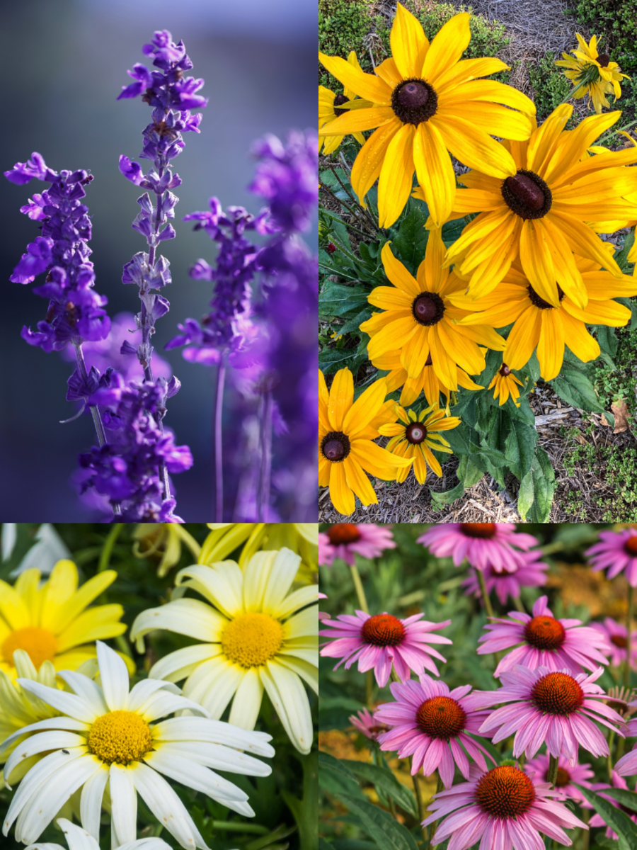 10 Colourful Perennial Flowers That Will Grow in Your Garden Year After ...