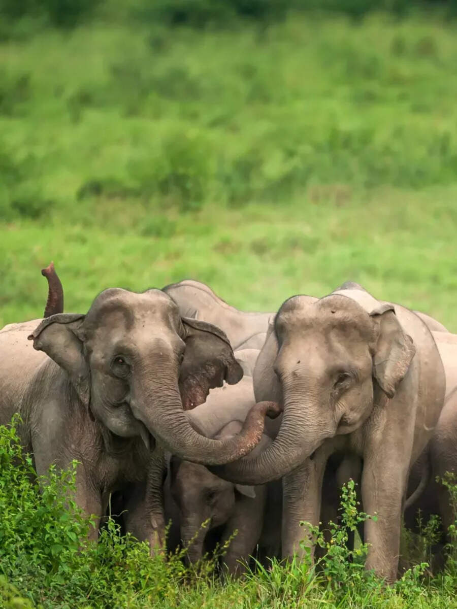 Elephant Pregnancy: The Longest Gestation on Earth Lasts 22 Months ...
