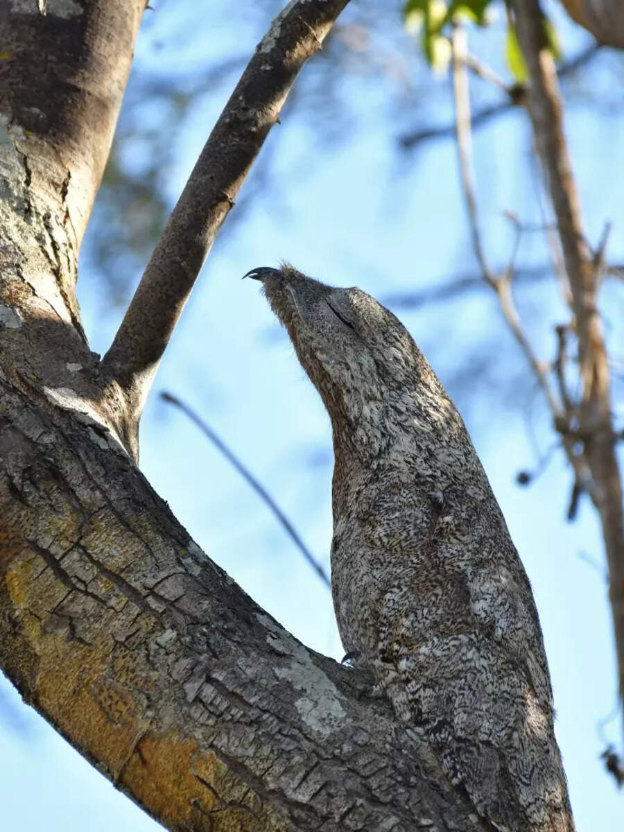 5 Pictures of Birds Camouflaging So Well, They Nearly Go Unnoticed ...
