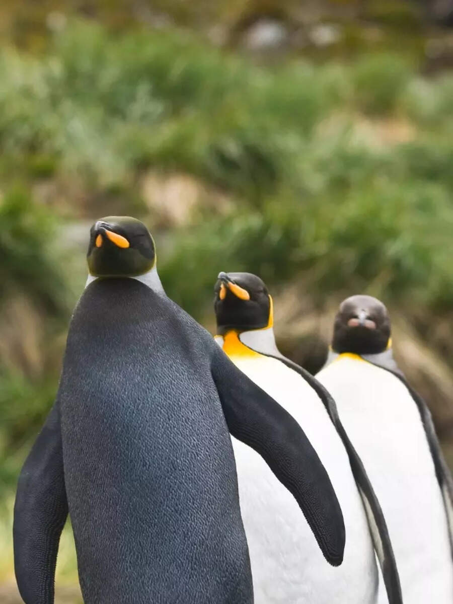 Melanistic King Penguin: An Extremely-Rare, All-Black Icon | Times Now