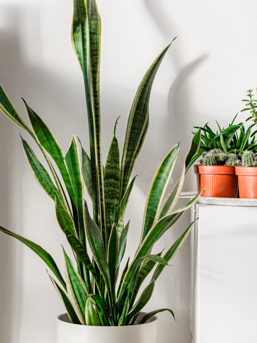 10 Amazing Benefits of Keeping Snake Plants Indoors | Times Now