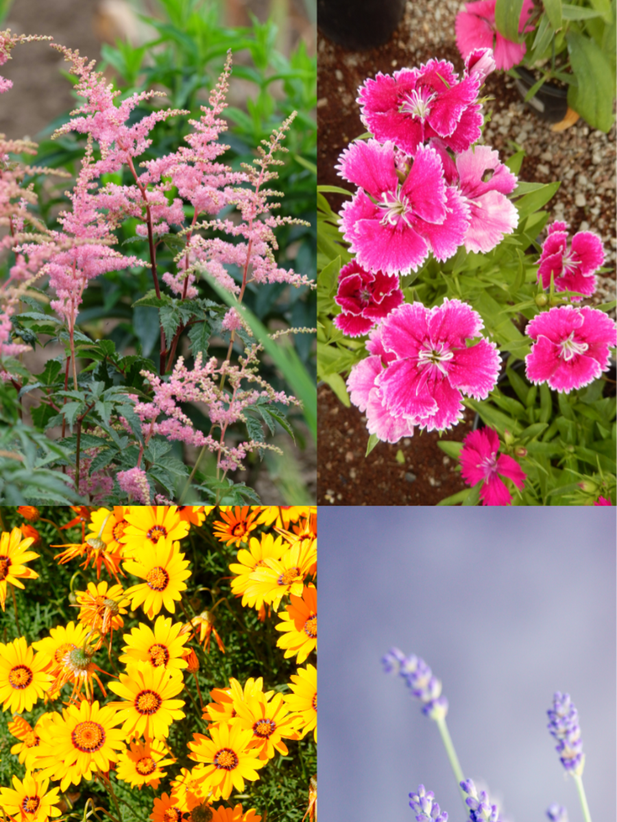 10 Perennial Flowers Ideal For Container Gardening | Times Now