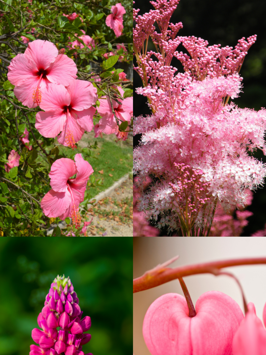 10 Stunning Pink Perennial Flowers For Your Garden | Times Now