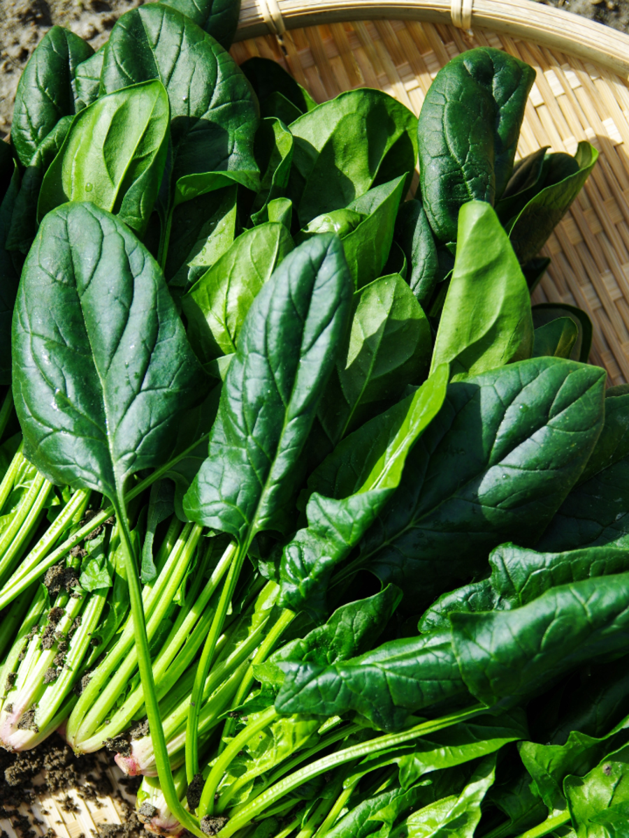 Winter Greens: 8 Tips To Store Your Favourite Saag Properly This Season | Times Now