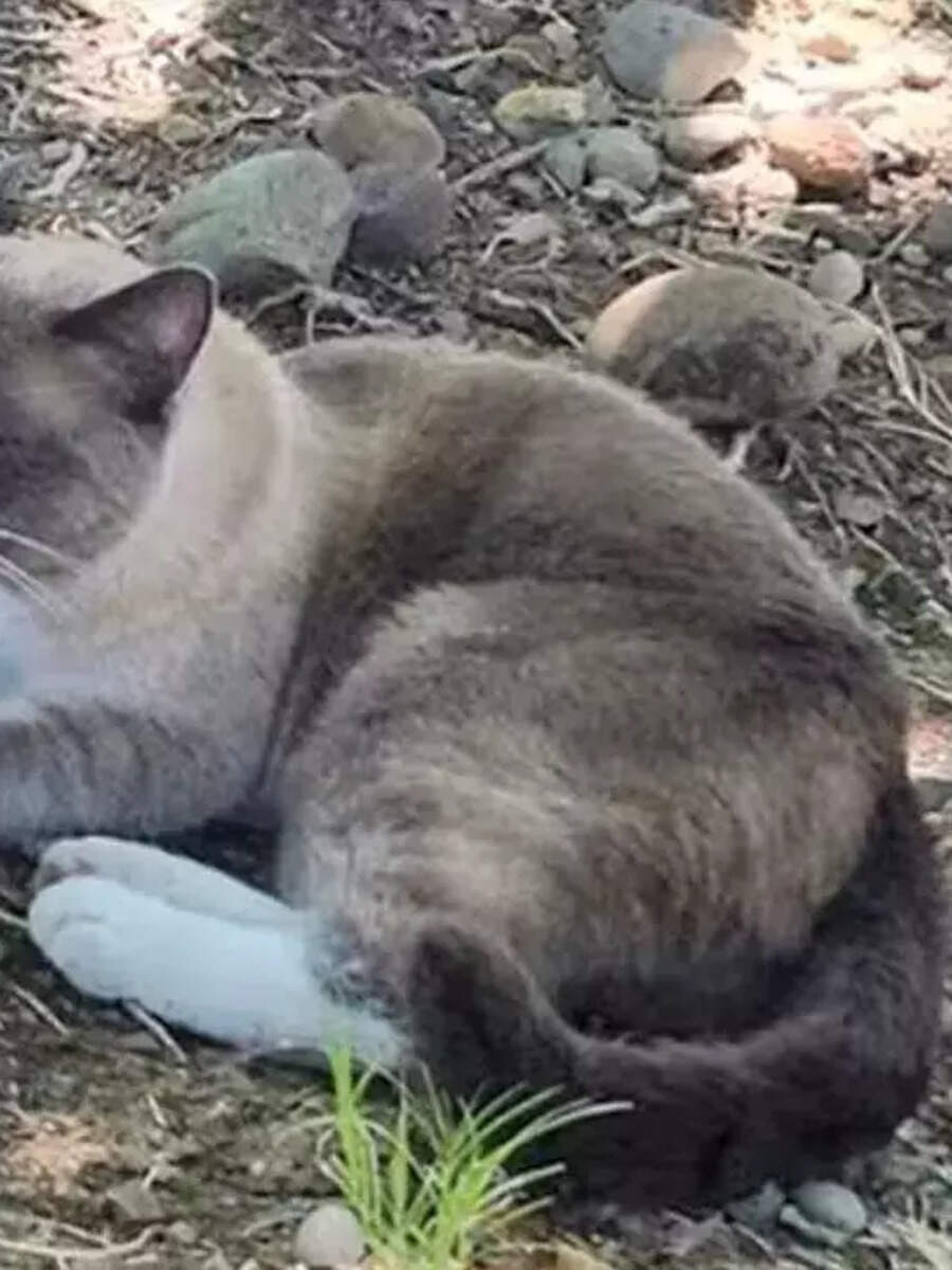 Cat Beaten To Death, Set On Fire For Bringing 'Bad Fortune' To UP ...