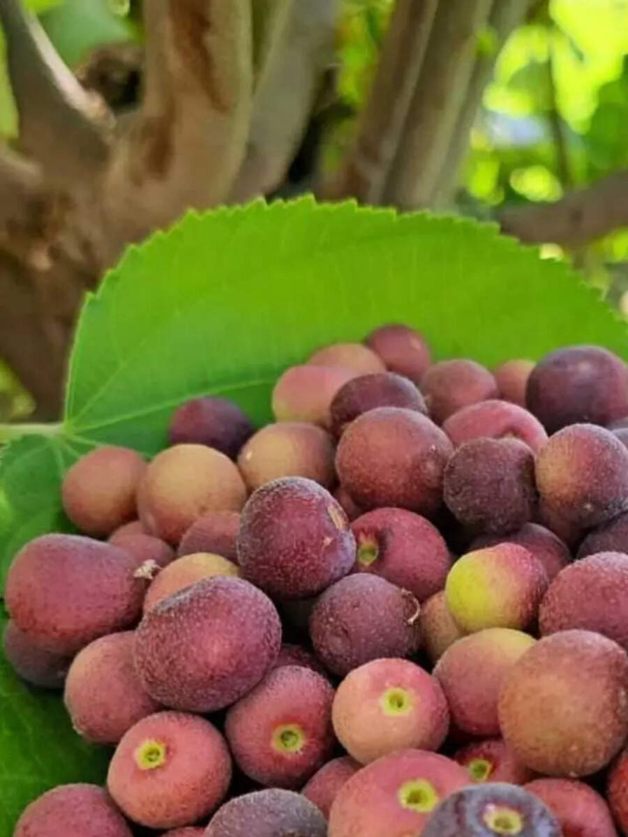 10 Surprising Health Benefits Of Phalsa | Health and Me