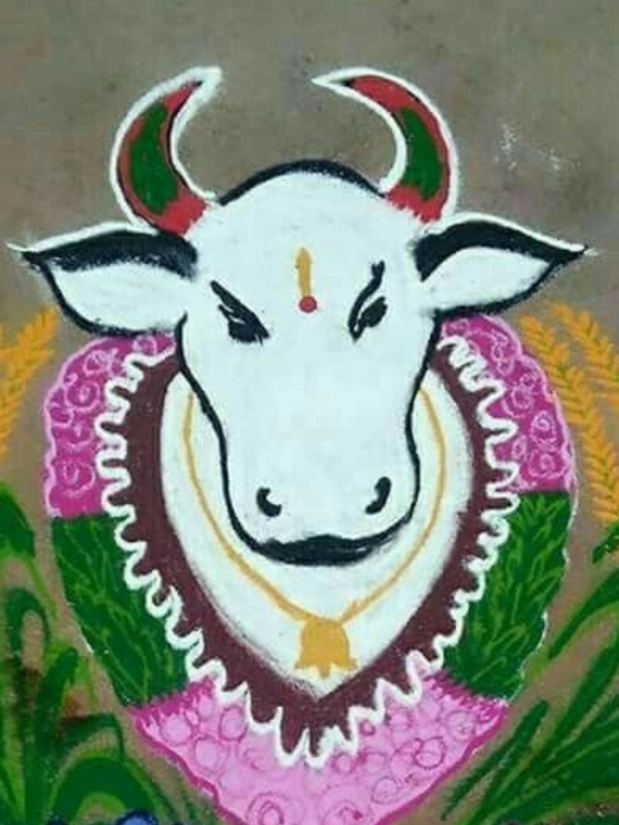 Mattu Pongal Kolam : வாசலை அழகாக்கும் மாட்டு பொங்கல் கோலம்! | Times Now ...