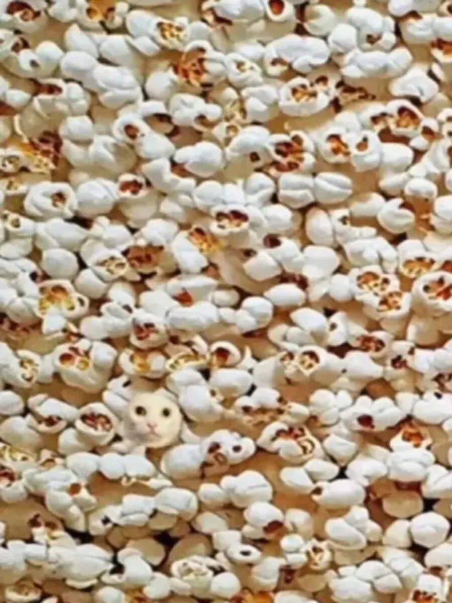 Optical Illusion: Find the Cat Hiding in the Popcorn | Times Now