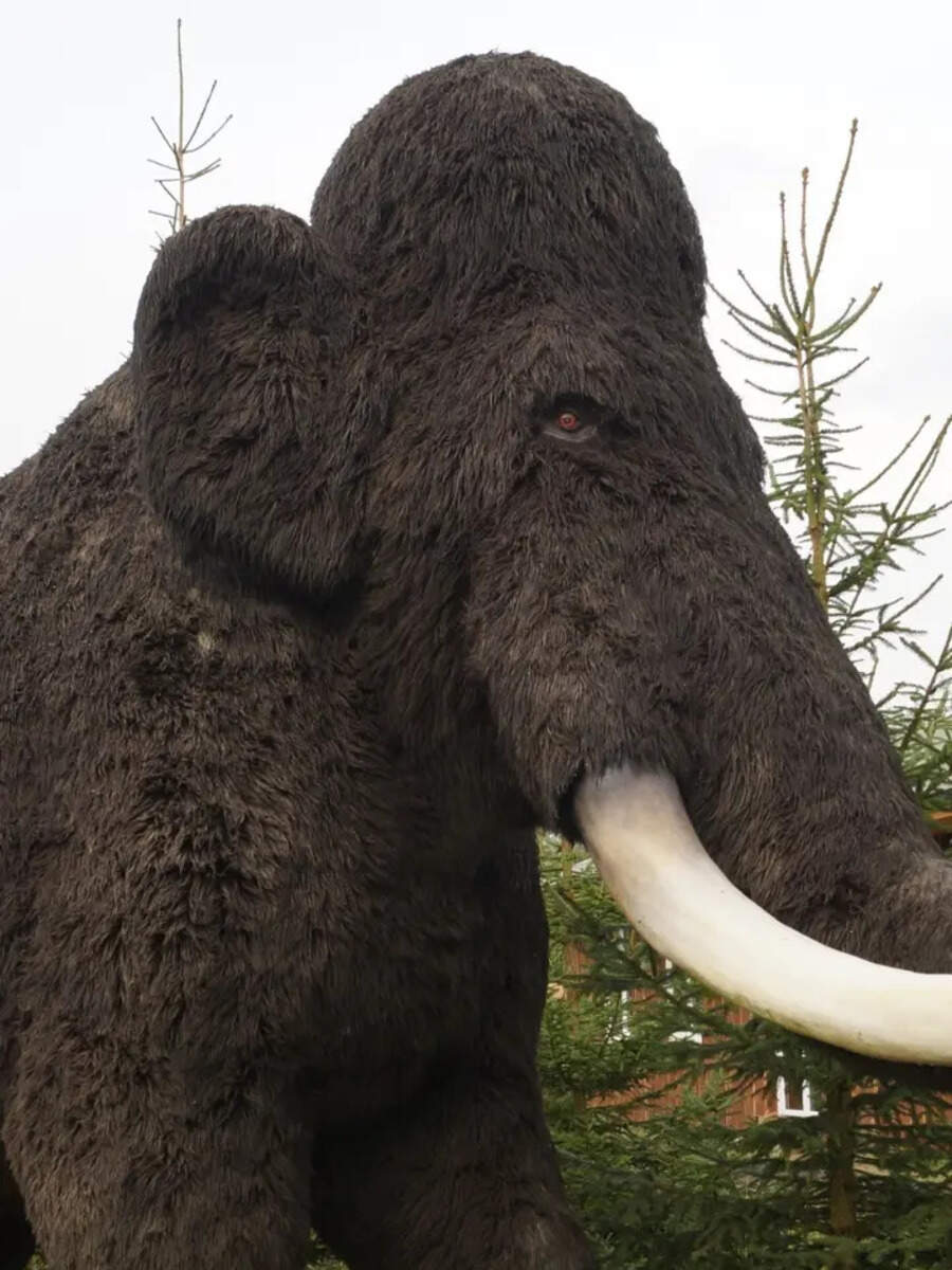 De-Extinction: Bringing Back the Woolly Mammoth | Times Now