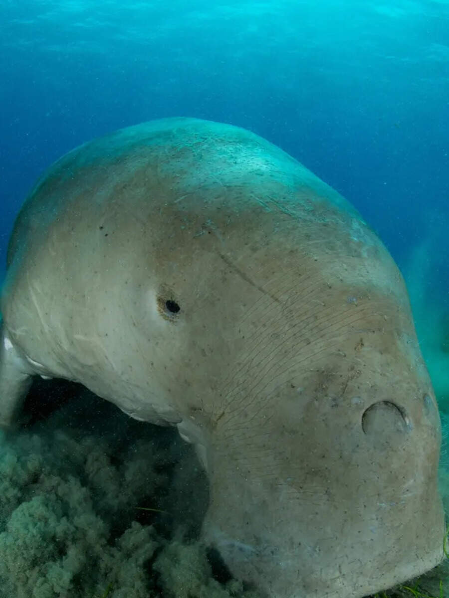 7 Iconic Animals That Represent India’s Union Territories | Times Now