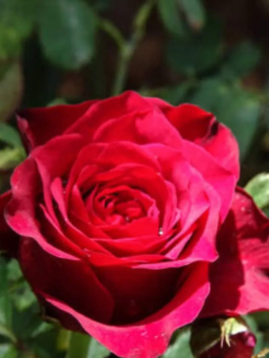 How Many Roses Are In 1 KG tell than called toppers Guru- एक किलो में ...