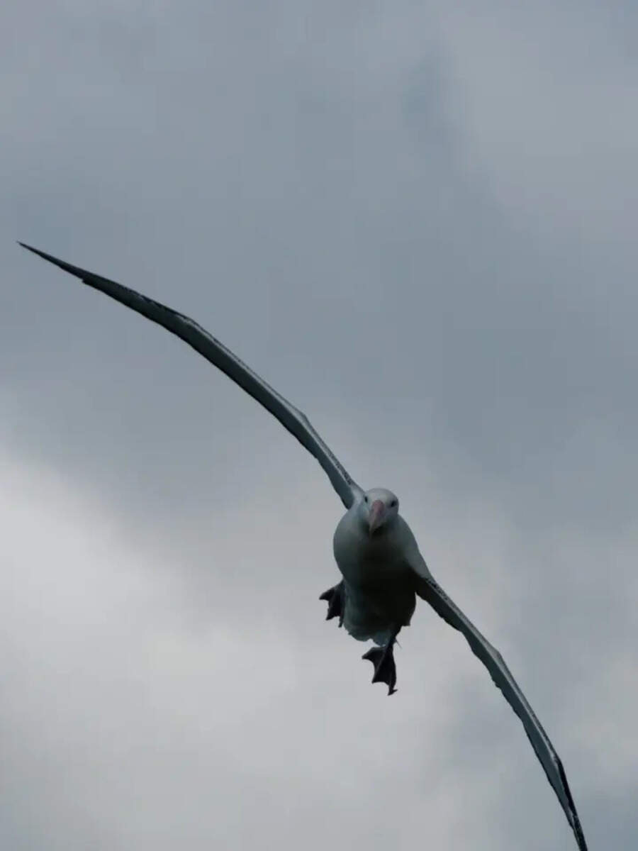 Wandering Albatross: Flying Machine With a Mighty, 11-Foot Wingspan ...