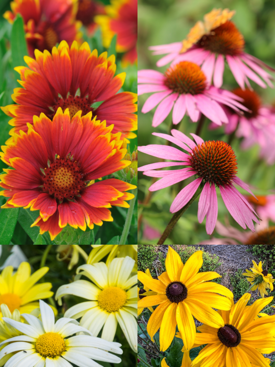 10 Perennial Flowers That Look Like Daisies | Times Now