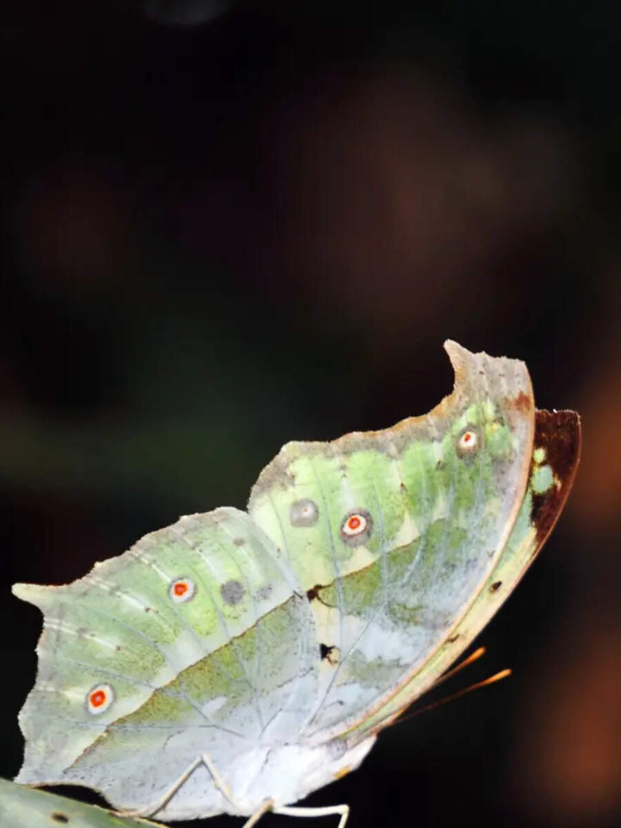 Optical Illusion: Find the Butterfly Before It Flies Away | Times Now