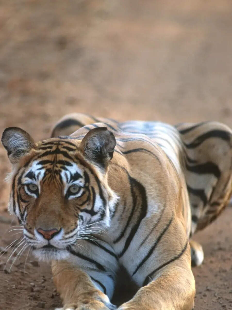 Top 5 States Ranked by Tiger Population | Times Now