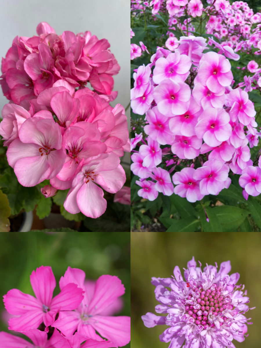 10 Perennial Flowers That Look Like Geraniums | Times Now