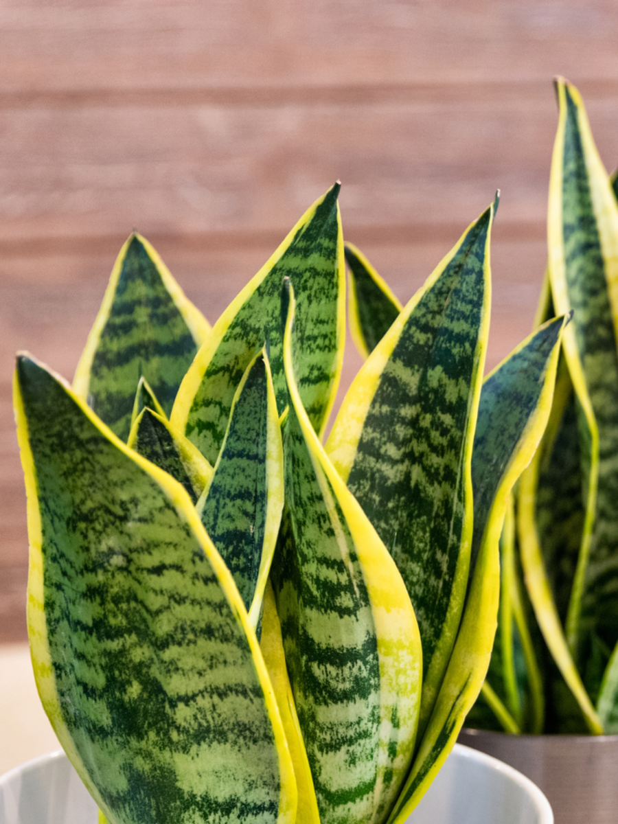 10 Amazing Benefits of Growing Snake Plants In Kitchen | Times Now