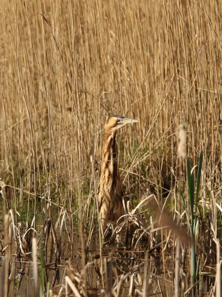 Optical Illusion: Find the Bird Hiding in Plain Sight in the Grass ...