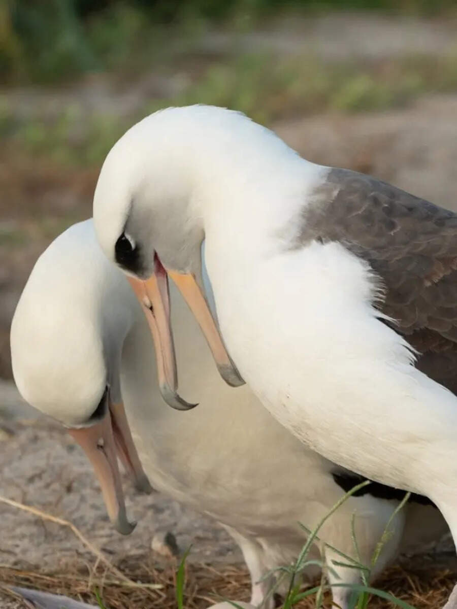 Wisdom: Oldest-Known Wild Bird and a Breeding Mother at 74 | Times Now