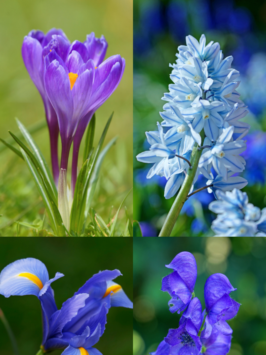 10 Perennial Flowers That Look Like Crocus | Times Now