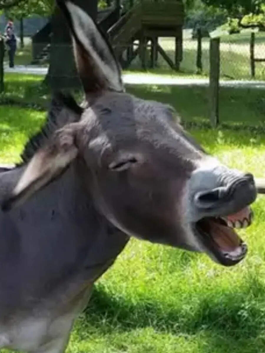 Donkey as national animal: கழுதை எந்த நாட்டின் தேசிய விலங்கு தெரியுமா ...