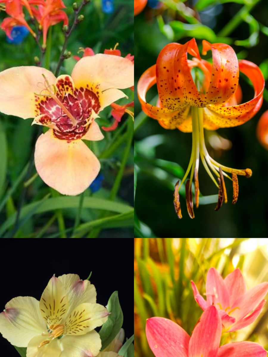 10 Perennial Flowers That Resemble Lily | Times Now