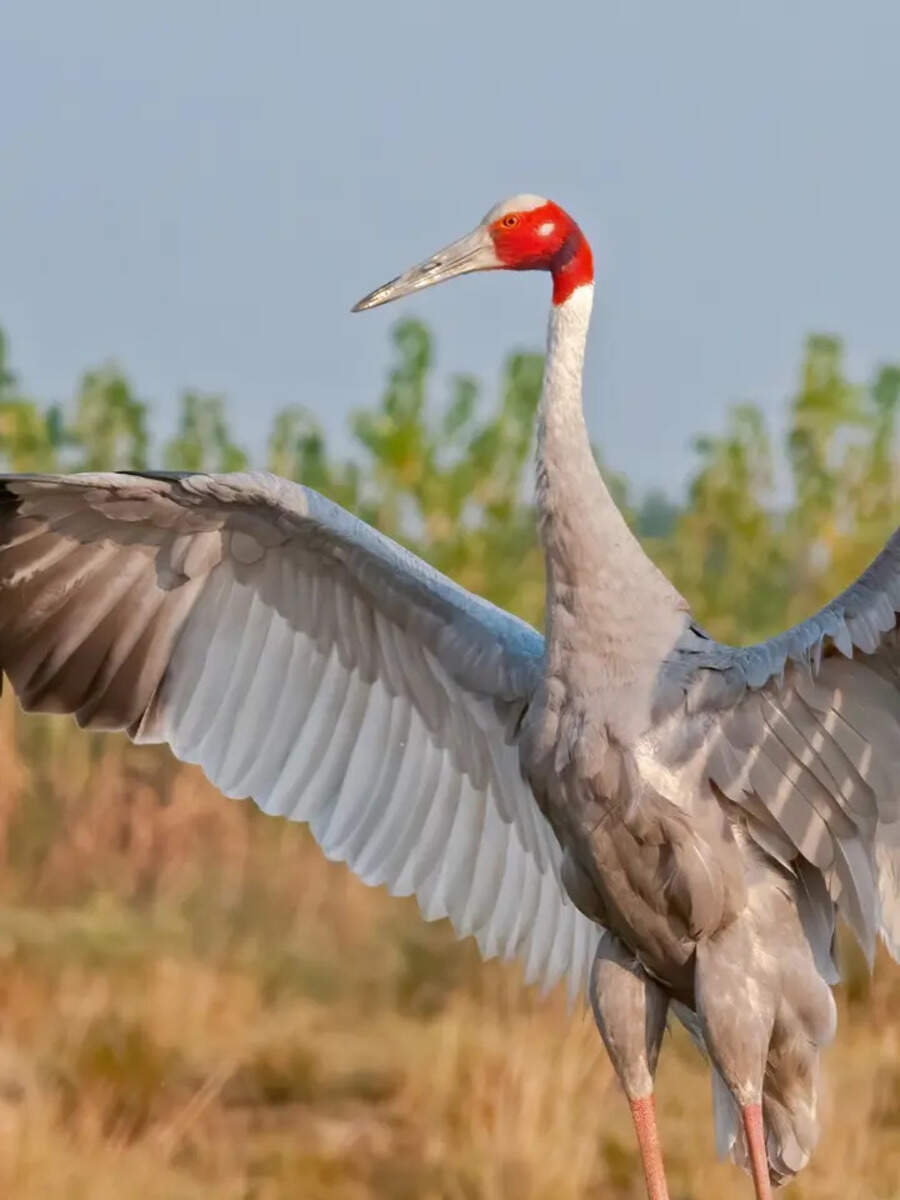 Sarus Crane: The Tallest-Flying Bird in the World | Times Now