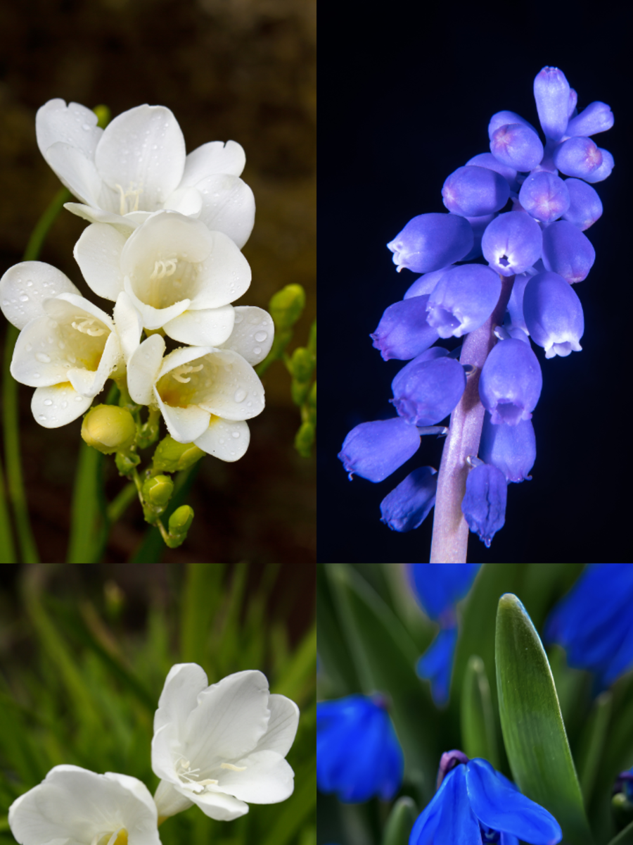 10 Perennial Flowers That Resemble Daffodils | Times Now
