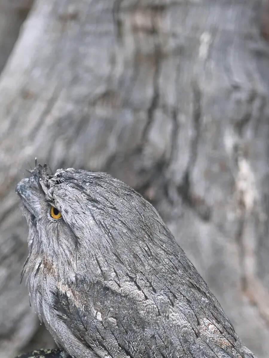 Optical Illusion: Find the Bird, Bonus Points for Identifying Species ...