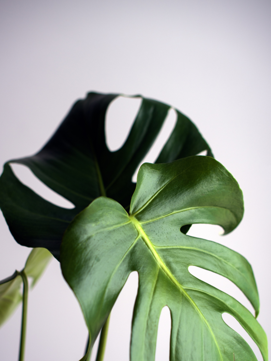 10 Amazing Benefits Of Keeping Monstera Plants On Your Office Desk ...