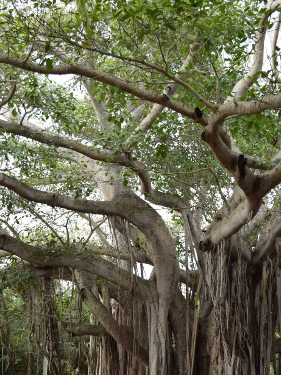 Peepal to Banyan: Identifying 5 Commonly-Confused Trees With Photos ...