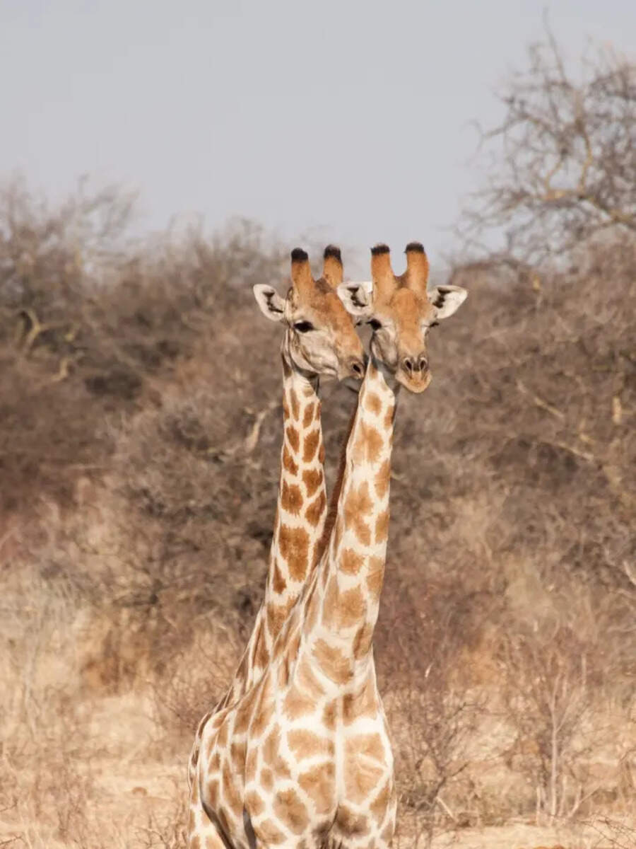 Optical Illusion: Prove There Are Two Giraffes, And Not Two Heads | Times Now