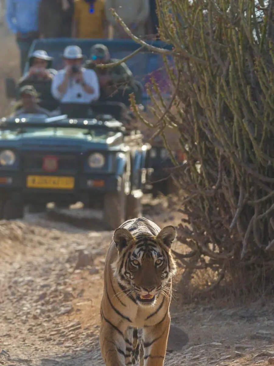 April Is Great For Tiger Spotting And These 10 Safari Experiences Are ...