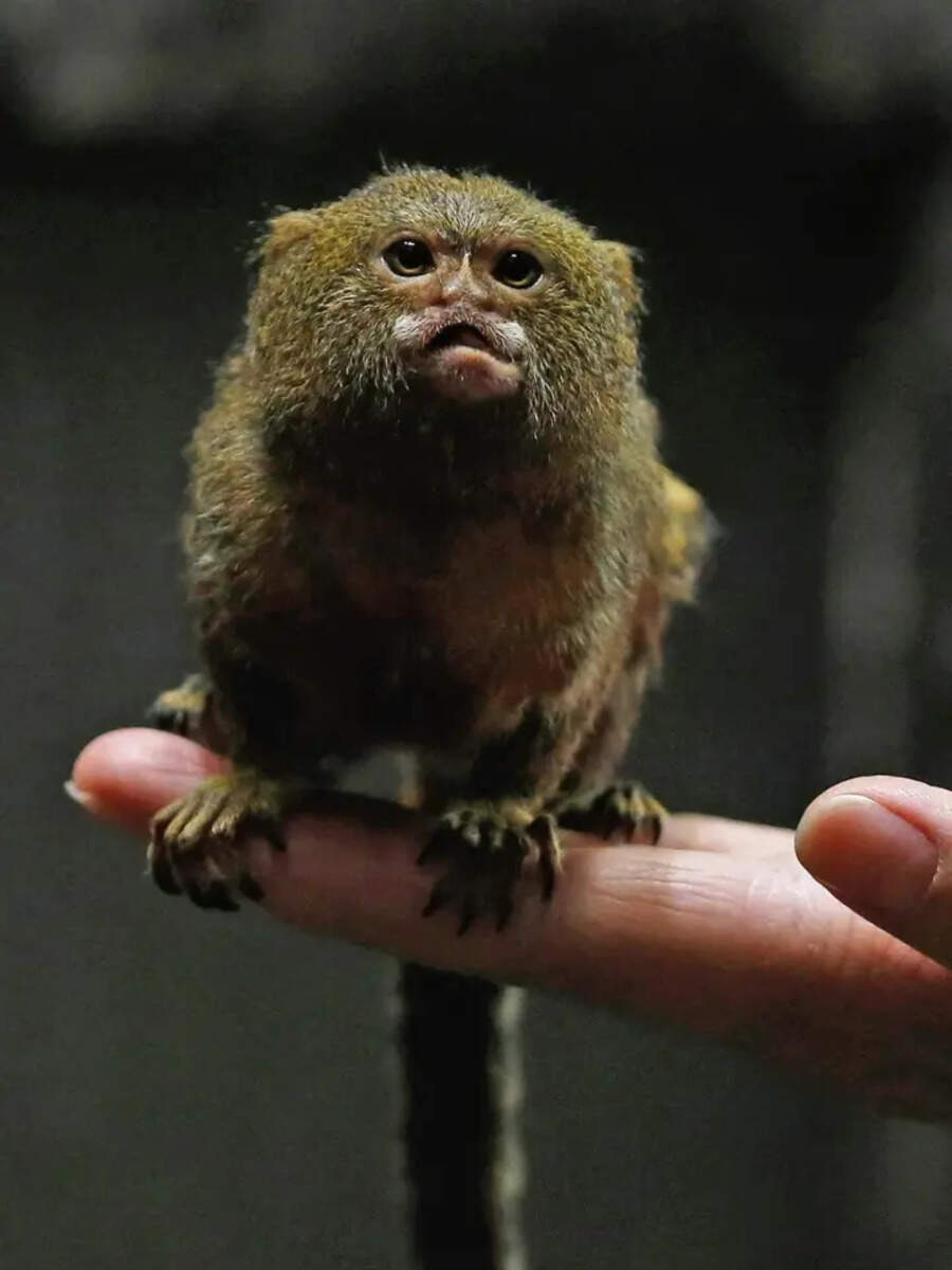 Pygmy Marmoset: The Smallest Monkey in the World | Times Now