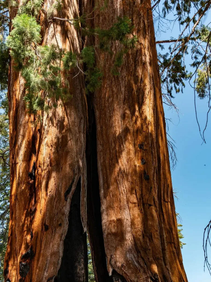 Hyperion: The World’s Tallest Tree is a 380-Foot Botanical Behemoth ...