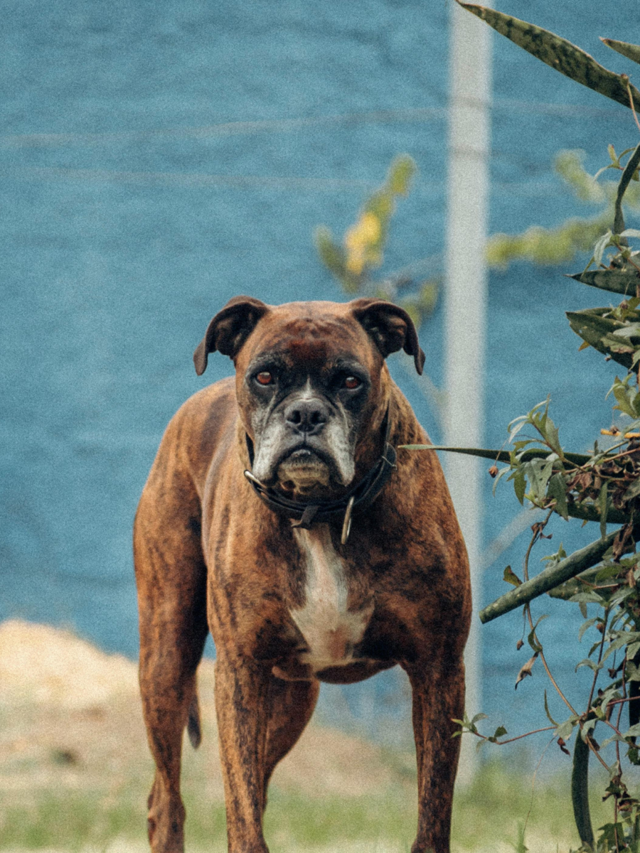 घराची राखण करण्यासाठी या 7 प्रजातीचे श्वान ठरतात सर्वोत्तम | 7 Best Dog ...