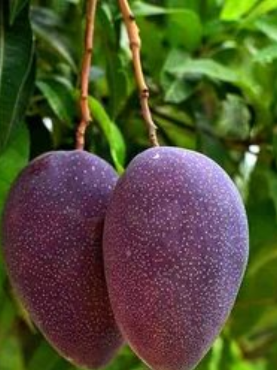 How To Grow The World's Costliest Mango At Home | Times Now