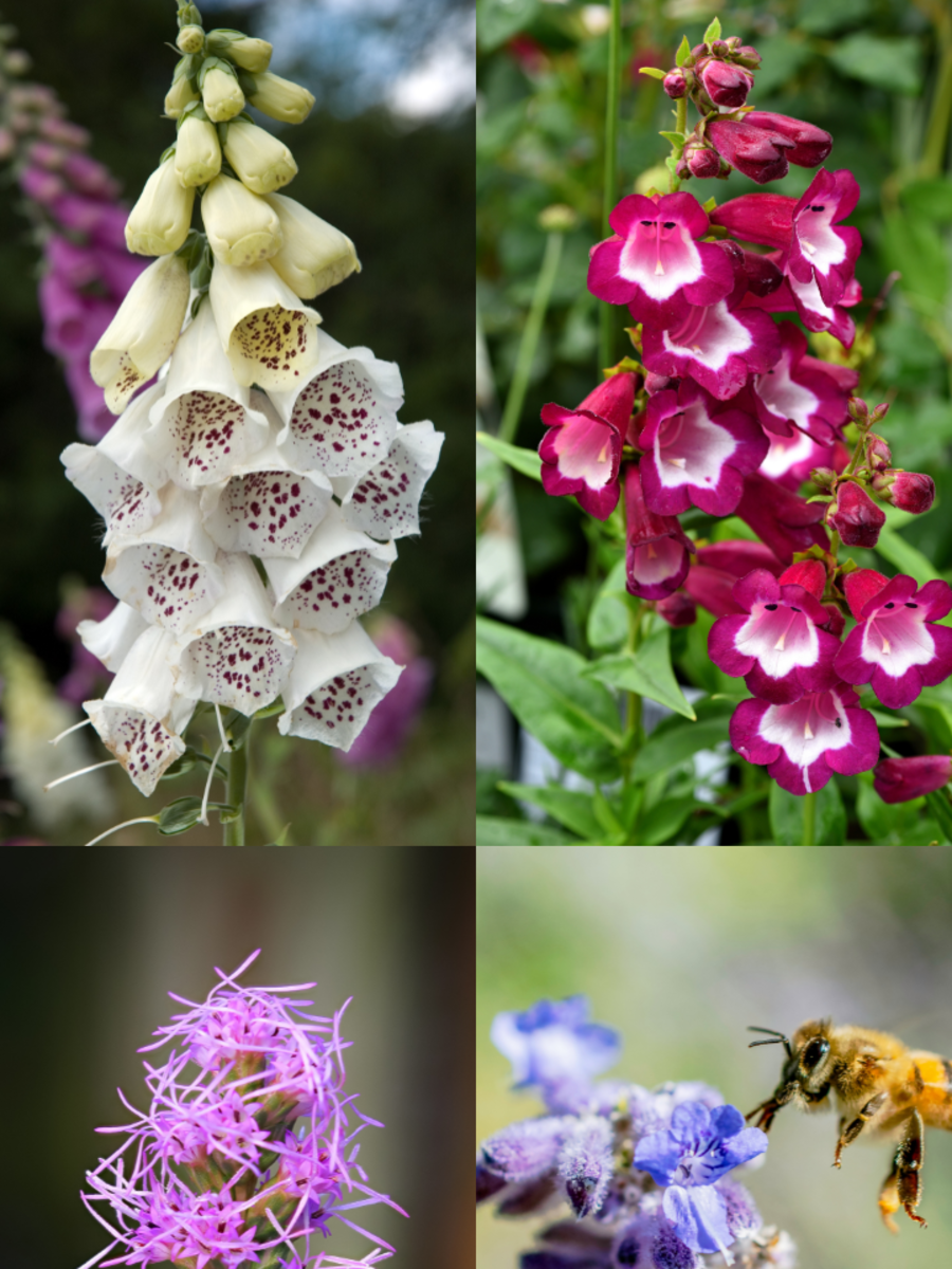 10 Perennial Flowers That Resemble Veronica | Times Now