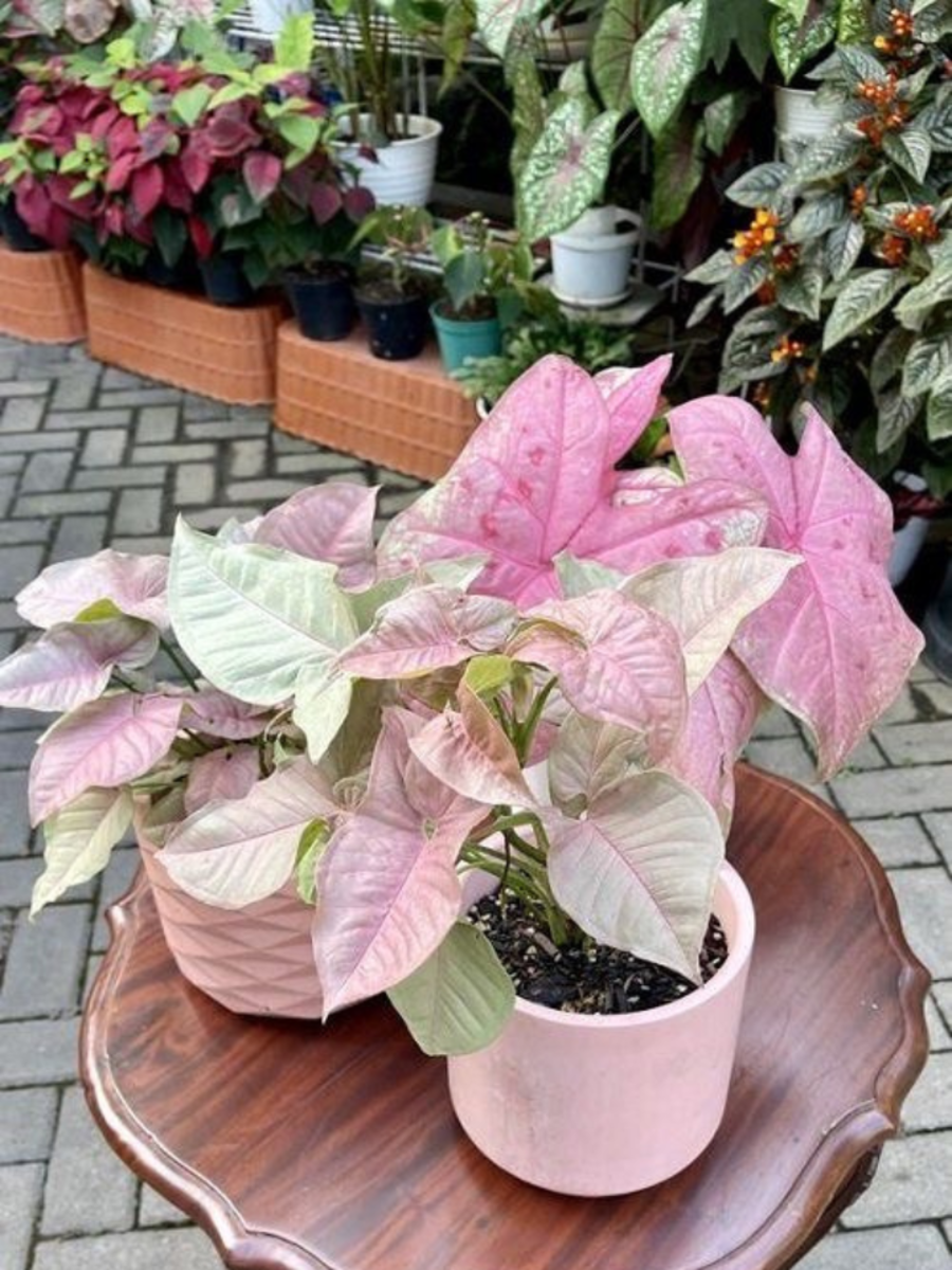 10 Pink-Coloured Indoor Plants For Your Living Room | Times Now