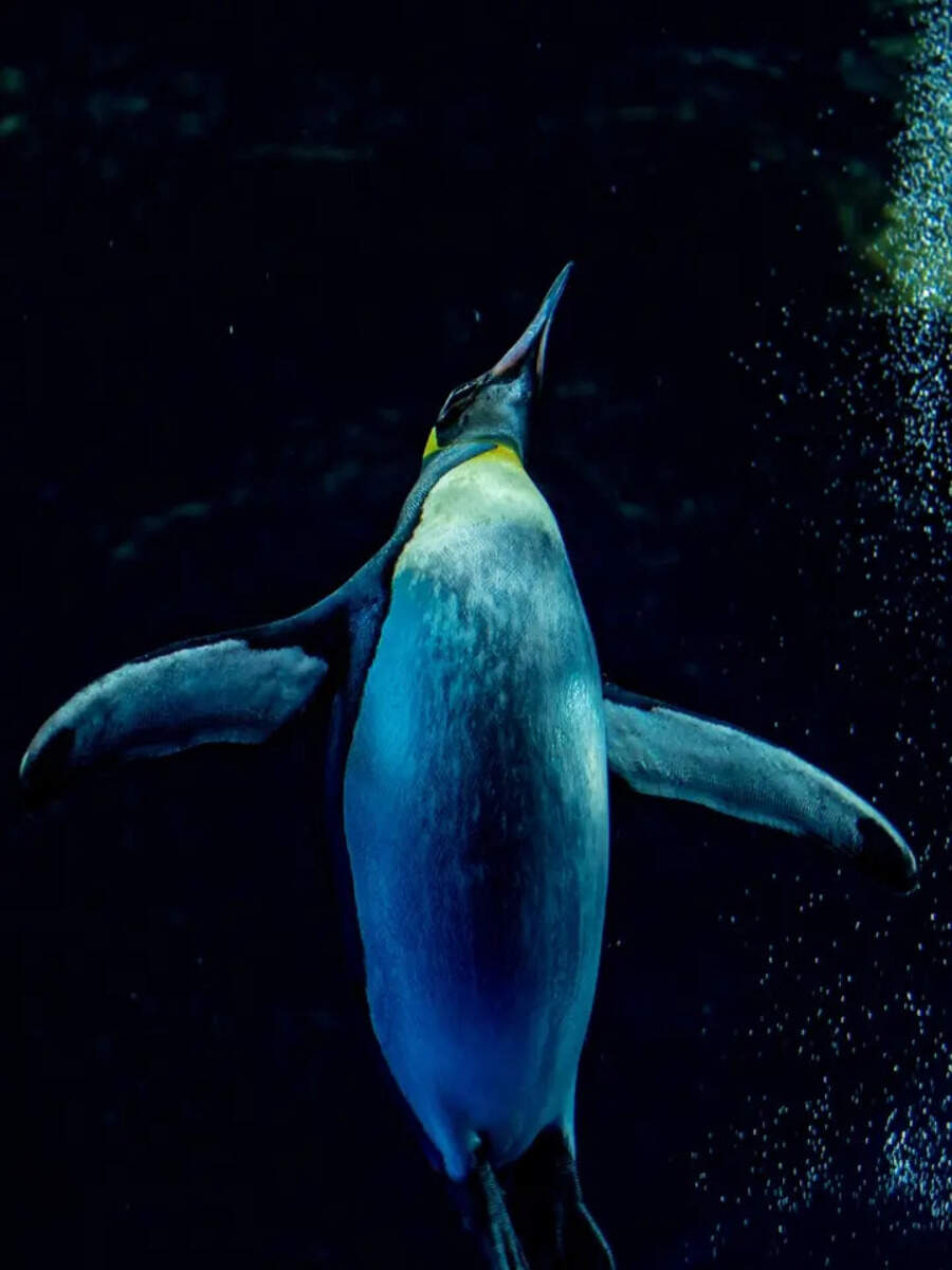 Emperor Penguin: The Deepest-Diving Bird Can Go 1,854 feet Under ...