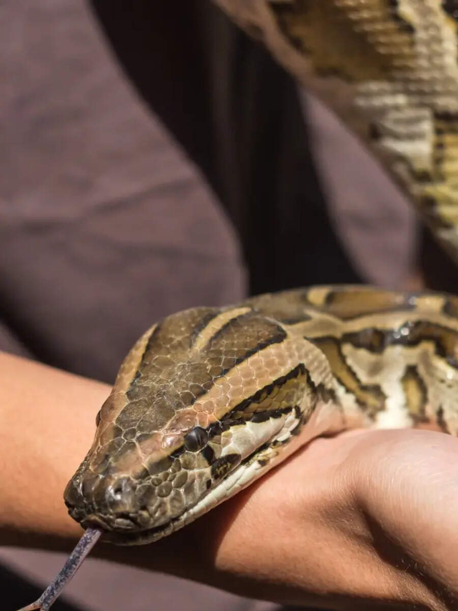 5 Snake Species That Can Swallow Humans Whole | Times Now