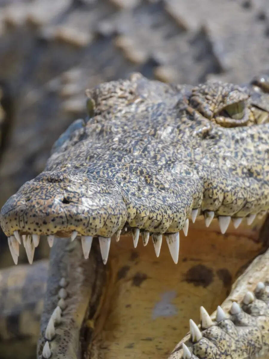 Nile Crocodile: The Strongest Bite in the World Can Crush a Skull ...