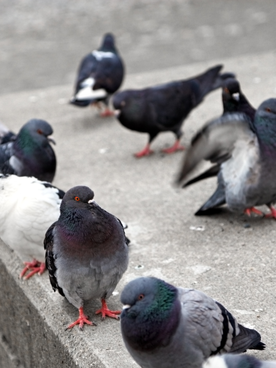 7 Ways to Keep Pigeons Out of Your Home | Times Now