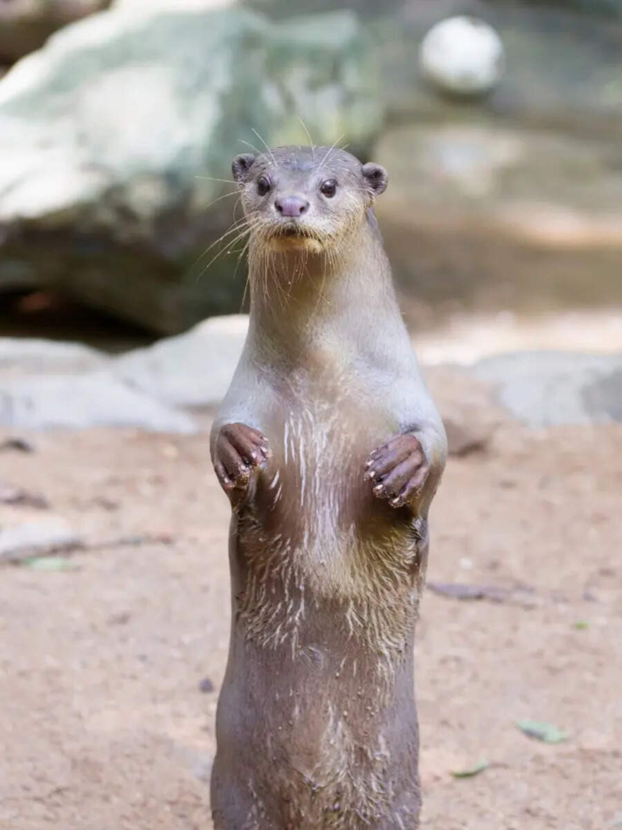 5 Cutest Lesser-Known Animals Found in India | Times Now