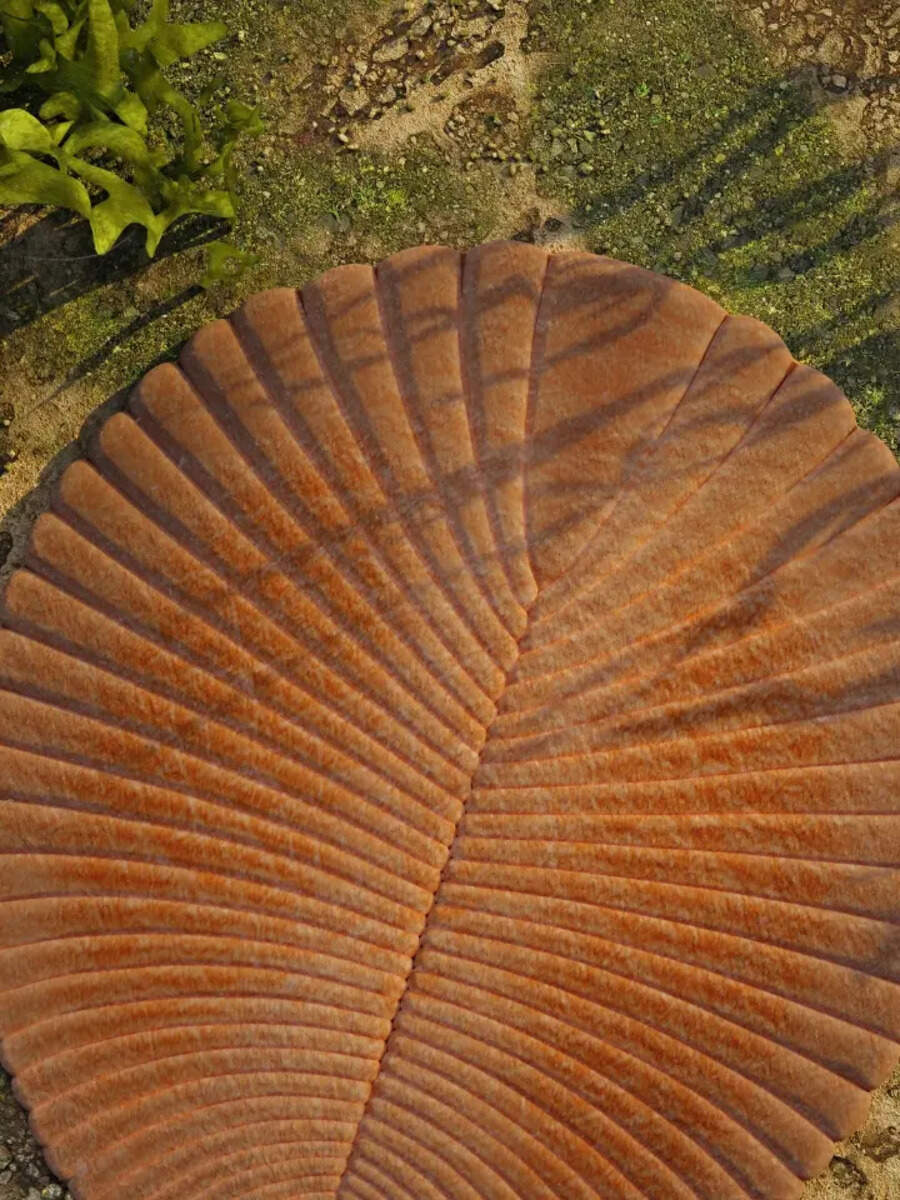 Dickinsonia: The Earliest-Known Animal, From 558 Million Years Ago ...