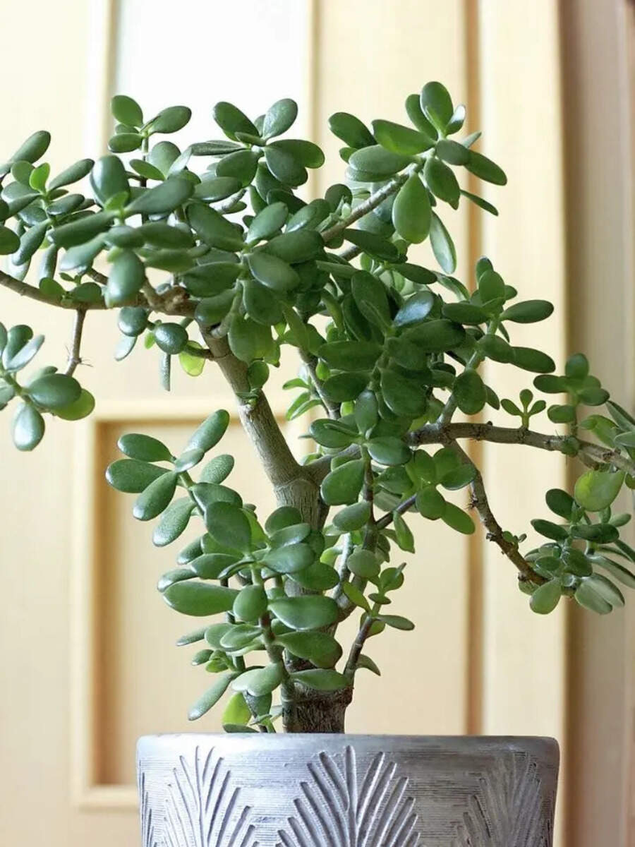 10 Amazing Jade Plant Decor Ideas For Modern Homes | Times Now