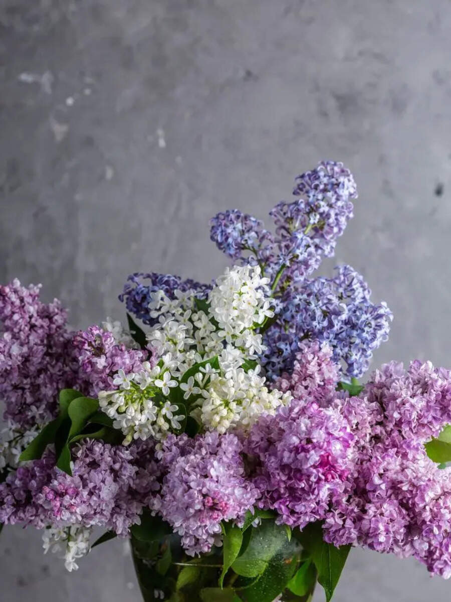 10 Lilac-coloured Indoor Plants For Your Living Room | Times Now